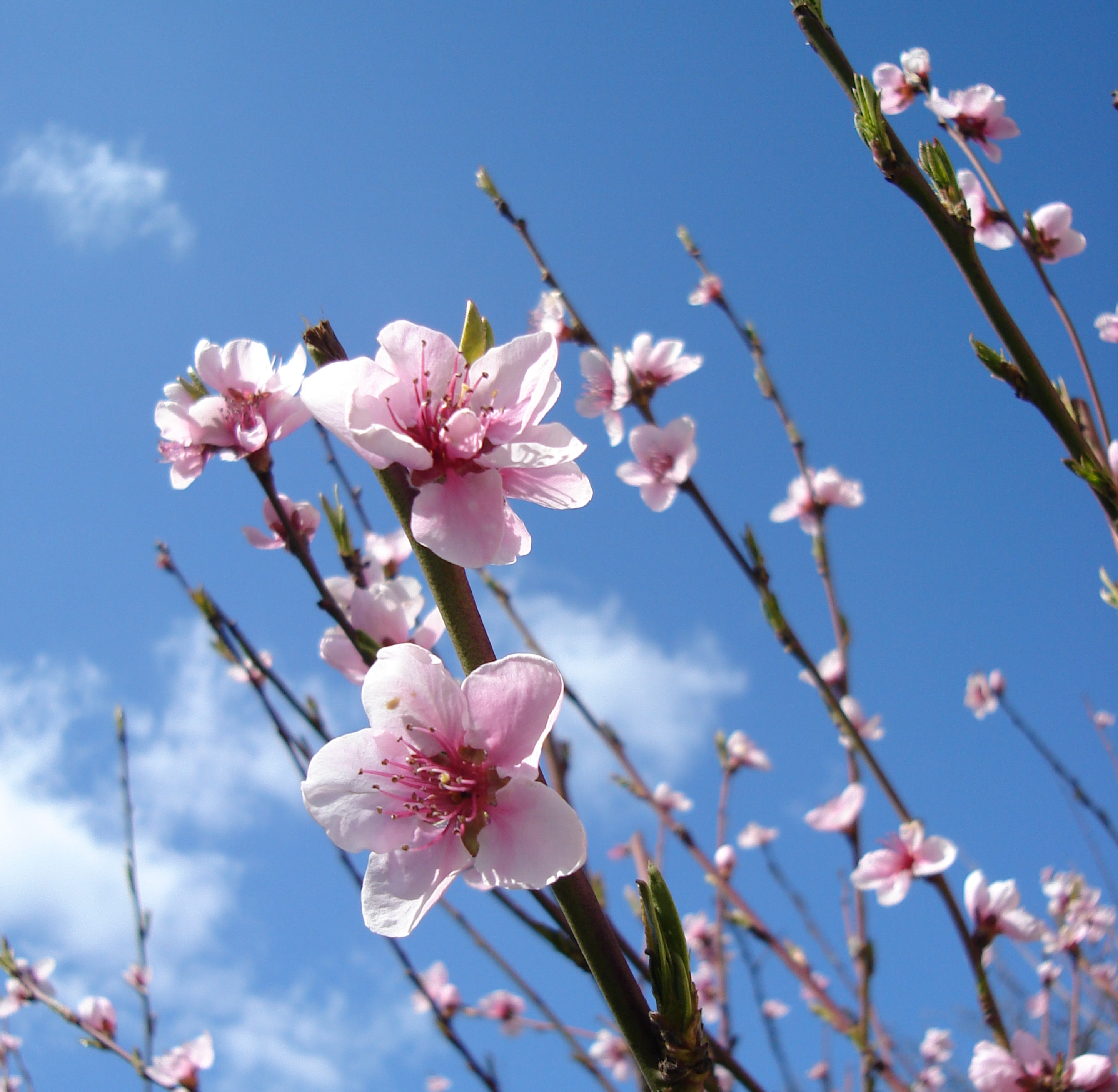 February Garden Tips - Steinhauser's