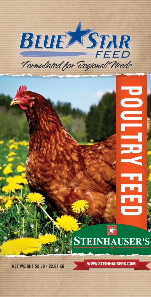 BLUE STAR HEN SCRATCH - Steinhauser's