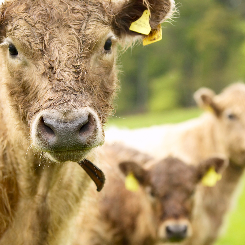 Purina Starter Cattle Feeds with RX3™ - Steinhauser's