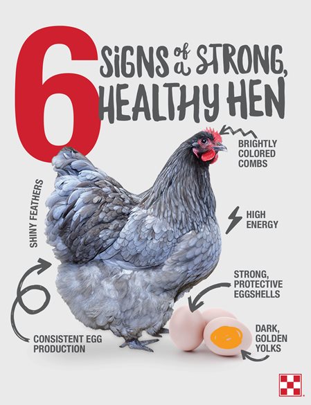 Are You Raising a Healthy Flock? 6 Signs of Happy Backyard Chickens ...