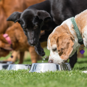 How a Proper Diet Can Benefit Your Dog’s Sensitive Skin & Coat ...
