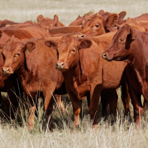 Feeding Cattle During Drought? 5 Cattle Nutrition Tips - Steinhauser's