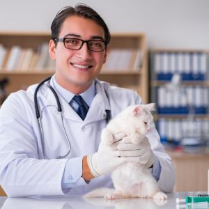 VIP Petcare Clinics - Find Details Here - Steinhauser's