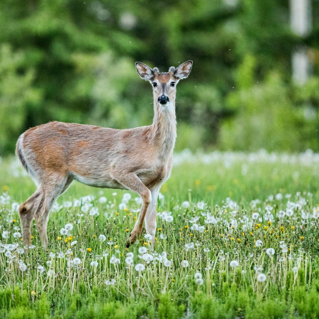 Feeding Deer in Late Spring and Summer - Steinhauser's